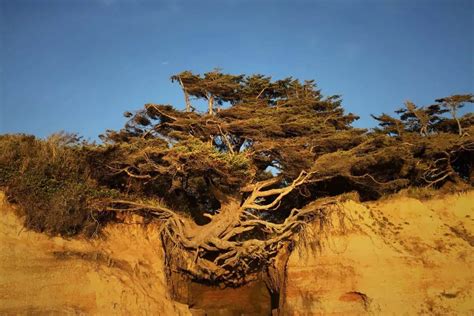 Don T Miss Your Chance To See The Tree Of Life That Clings Precariously To Washington S Coast