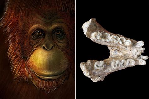 Gigantopithecus Bones