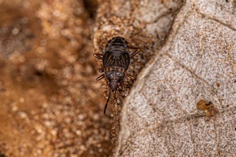 Premium Photo Adult Dirtcolored Seed Bug
