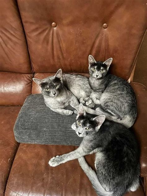 A New Species Of Cat Was Found In The Carpathians Photos