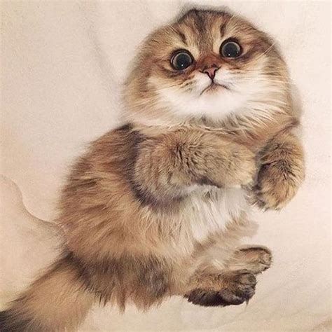 Cute As A Button Tiny Kitten Injured By Crow Wears Heart Melting