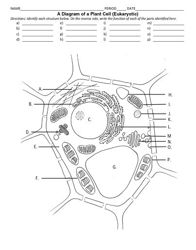 Cell Theory Diagram Quizlet