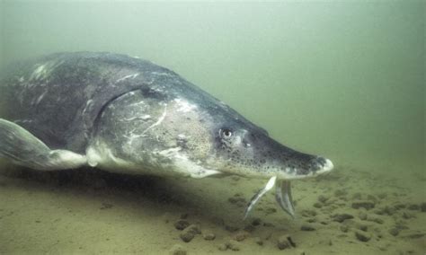 Neglected Species Living Fossil Sturgeon On The Brink Of Extinction R Nature