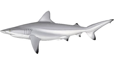 Lost Sharks • Rewild