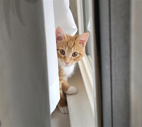 My Tiger Toulouse Album On Imgur