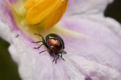 Premium Photo A Metallic Beetle Standing On A Purple Chrysomelidae Flower