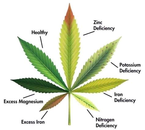 A Simple Chart Of Different Nutrient Deficiencies And Excesses 👌👍👏 R Cannabishub