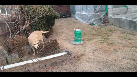 래브라도리트리버 산이연이 꿀모닝 조은하루되자 사랑해 👍 🙏 Youtube