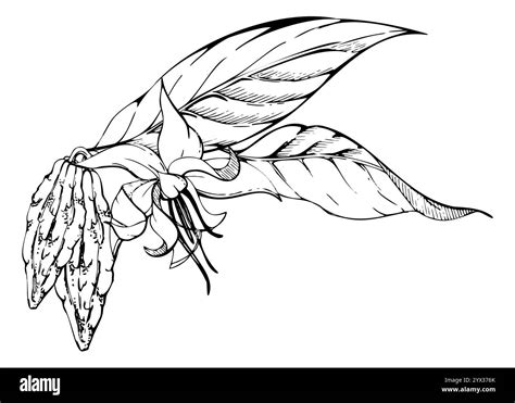 Coffee Cocoa Cacao Nature Tropical Exotic Tree Branch Vanilla Flowers Leaves Beans Pods Hand