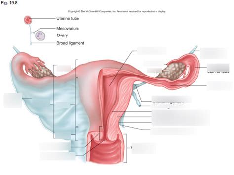 Reproductive Organ Diagram Quizlet