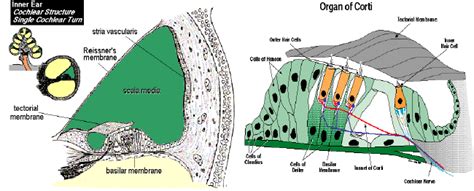 Basilar Membrane Diagram
