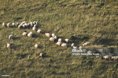 루마니아의 목초지에서 풀을 뜯는 양 떼 푸른 잔디가 있는 산악 목초지 양털을 젖을 짜고 털을 깎기 위해 무리를 계곡으로 몰아 넣습니다 0명에 대한 스톡 사진 및 기타 이미지