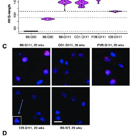 Time Course Of MHTT Nuclear Localization And Of Striatal Htt CAG Length