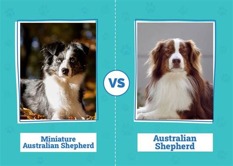 Toy Australian Shepherd Compared To Standard Mini Aussie Colors