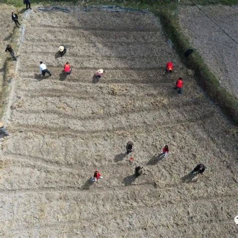 台江县老屯乡：秋耕秋种正当时种植油菜农户