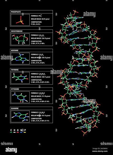 Dna Structure Computer Artwork Showing The Structure Of A Double Stranded Dna Deoxyribonucleic