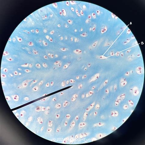 Histology4fun Connective Tissues Connective Tissue