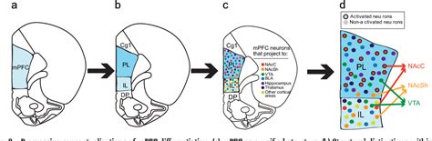 Prelimbic Cortex Semantic Scholar