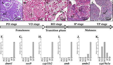 Male Related Gene Expression Profiles During Female To Male Sex Change Download Scientific