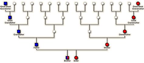 Your Genetic Genealogist X Chromosome Testing Vs Mtdna Testing