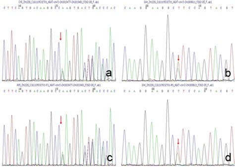 Peak Map Of Agxt Gene Sequencing In Patient I With Ph1 Aagxt Gene Download Scientific Diagram