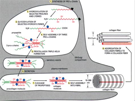 ANSC Exam Flashcards Quizlet ANSC Exam Flashcards Quizlet