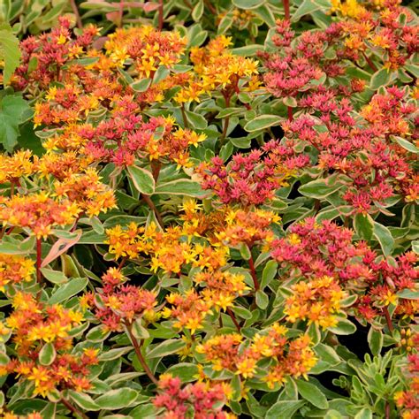 Buntlaubiges Fettblatt Variegatum Sedum