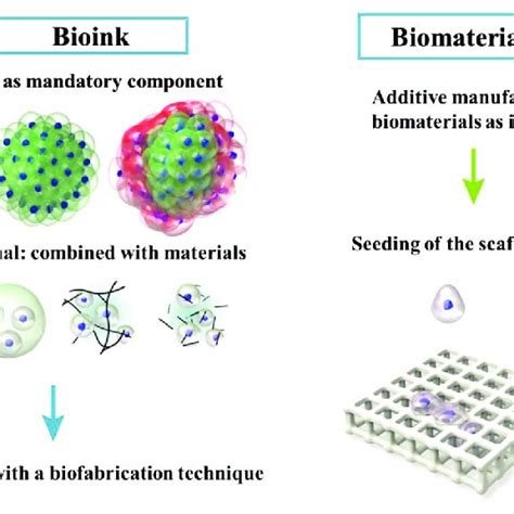 Difference Between Bioink And Biomaterial Ink In Bioink Cells Are