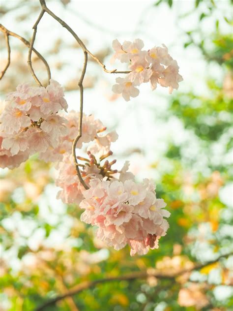 แจกโทน Lightroom โทนภาพไสตล์ญี่ปุ่นสวยๆ App Lightroom แกลเลอรีที่โพสต์โดย Mosserz Lemon8