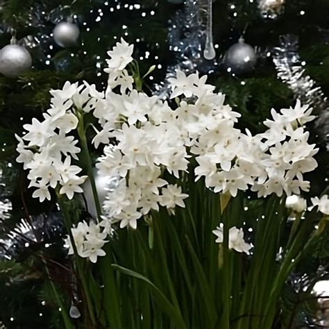 Do Hedgehogs Hibernate What To Know About Hibernation