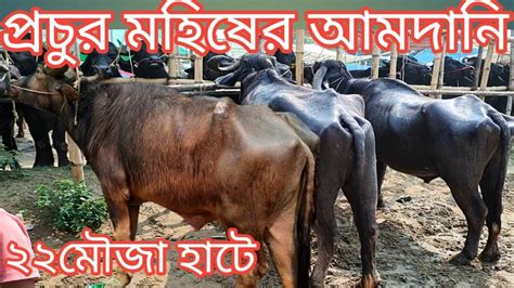 মঙ্গলবার ২১ ৫ ২০২৪ বিখ্যাত ২২ মৌজা হাটে ২০২৪ কোরবানি উপযোগী মহিষের দাম জানুন Buffalo Market Bd