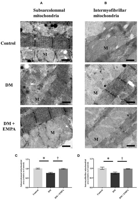 Morphological Assessment Of Mitochondria In The Atrial Tissue Download Scientific Diagram