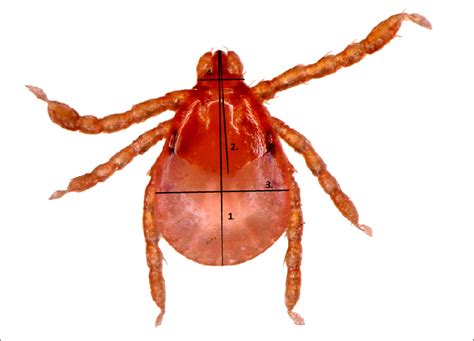 Larva Of Dermacentor Reticulatus X500 Magnification Body Trait Download Scientific Diagram