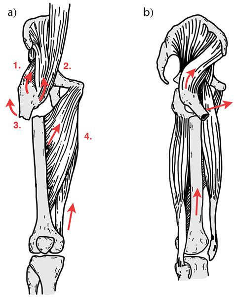 Deforming Là Gì Cách Sử Dụng Và Ví Dụ Câu Tiếng Anh