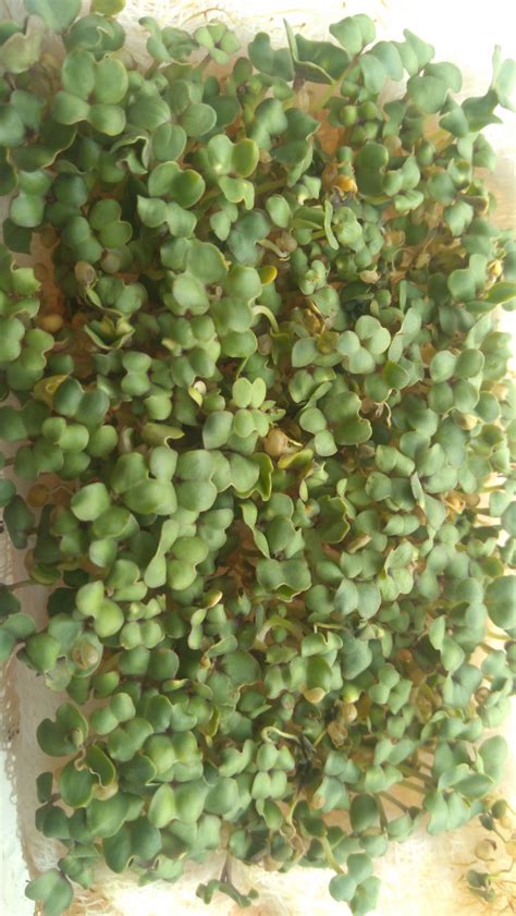 Семена горчицы — Магия Востока