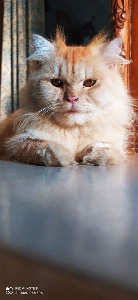 Tommyand Meme Posted On Linkedin