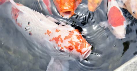 Essential Features Every Solidity Contract Template Should Have