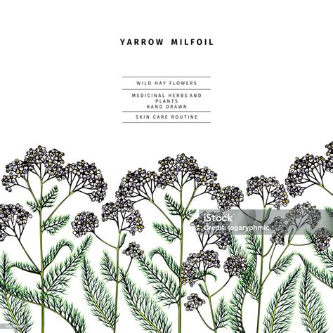 손으로 그린 야생 건초 꽃 야로우 밀포일 꽃 의료 허브 색깔의 새겨진 예술 테두리 구성 화장품 의학 치료 아로마테라피 간호 패키지 디자인 건강 관리에 적합합니다 개체 그룹에