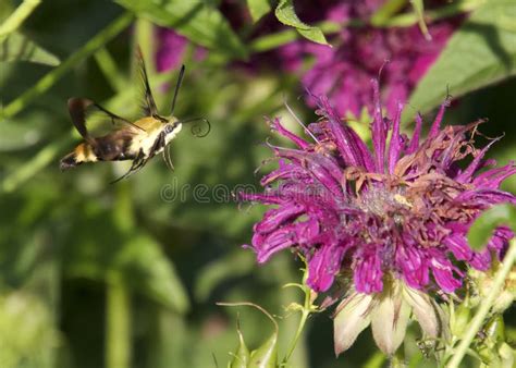 Hemaris Diffinis Snowberry Clearwing Hummingbird Moth Stock Image Image Of Pollinator