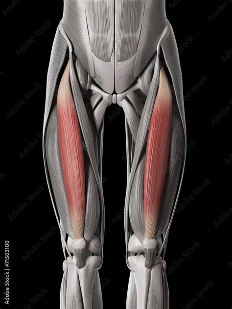 Human Muscle Anatomy Rectus Femoris Stock Illustration Adobe Stock