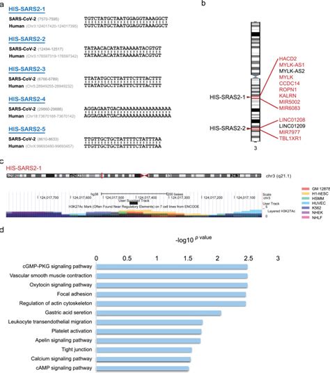 Human Dna Sequence Example