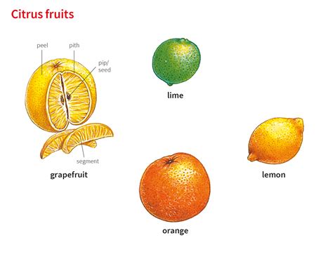 Segment Noun Definition Pictures Pronunciation And Usage Notes