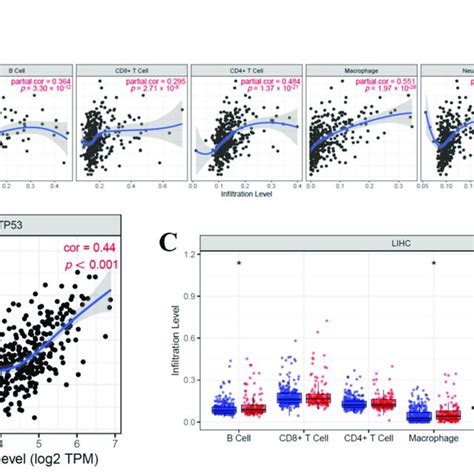 Correlation Plots Of Immune Cell Infiltration Analysis In Lihc A Download Scientific Diagram