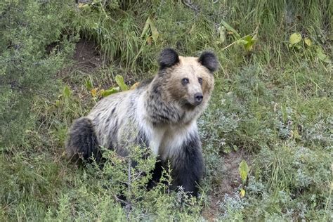 Tibetan Blue Bear