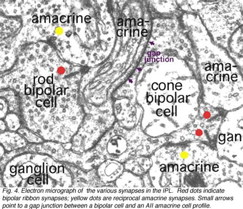 Roles Of Amacrine Cells By Helga Kolb Webvision