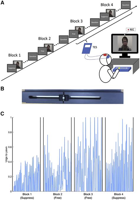 Design Of The Behavioral Task Download Scientific Diagram