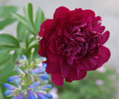 Visit My Garden June Blooms