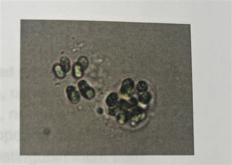 Biology 2 Lab Bacteria And Protist Flashcards Quizlet