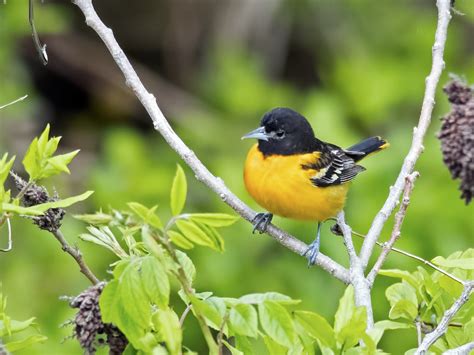 Bird Migration Map Track Baltimore Orioles Return To The South Shore