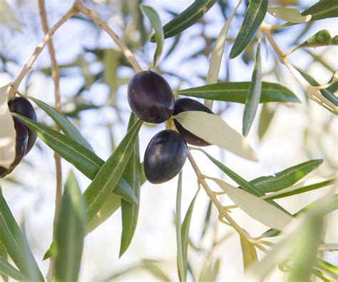 How To Protect An Olive Tree In Winter Expert Advice Homes And Gardens